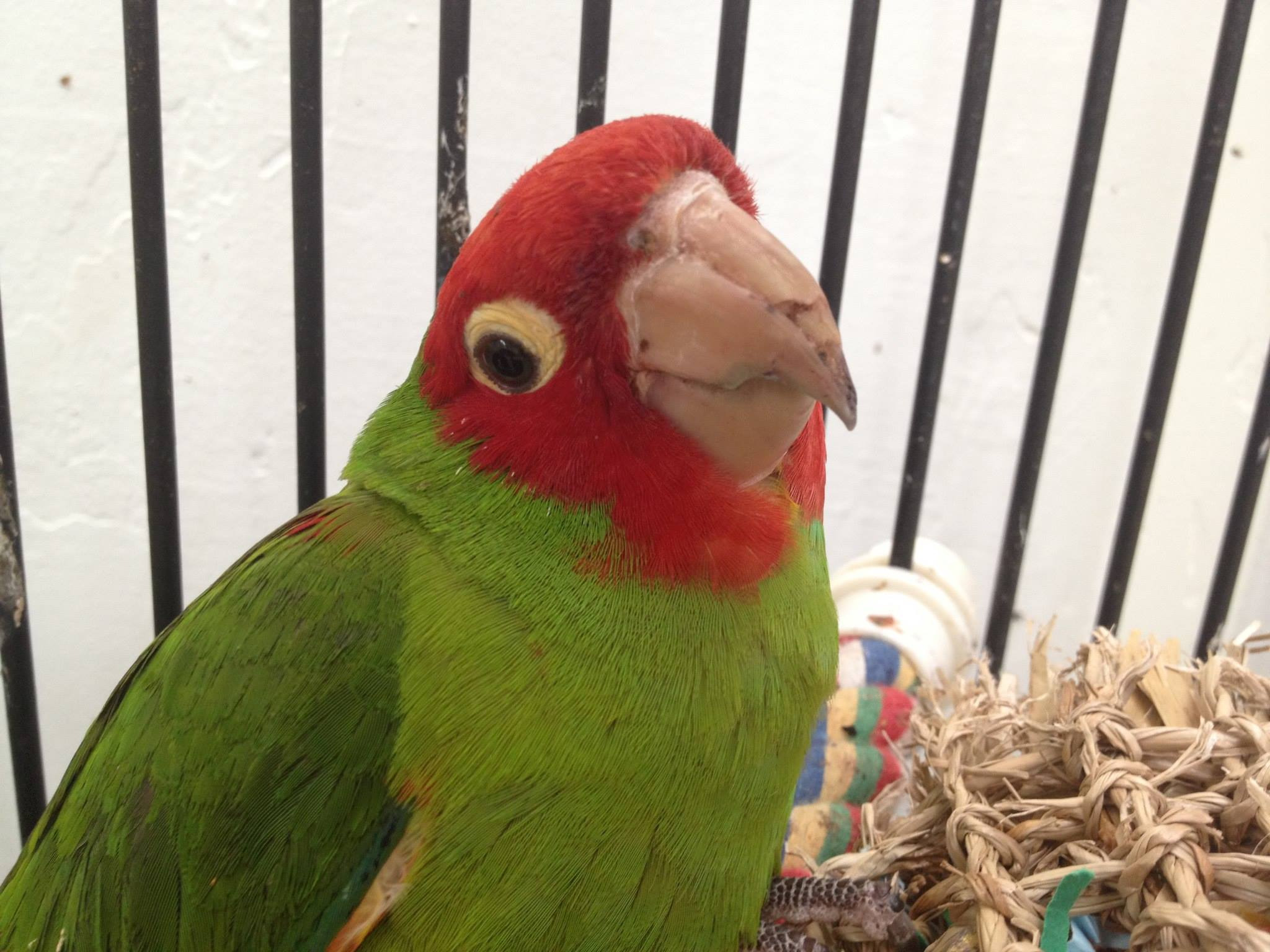 Mooshi (bonded with Julian) - H2014021