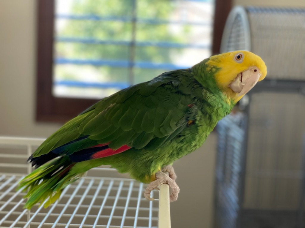 MacKenzie - L2022009