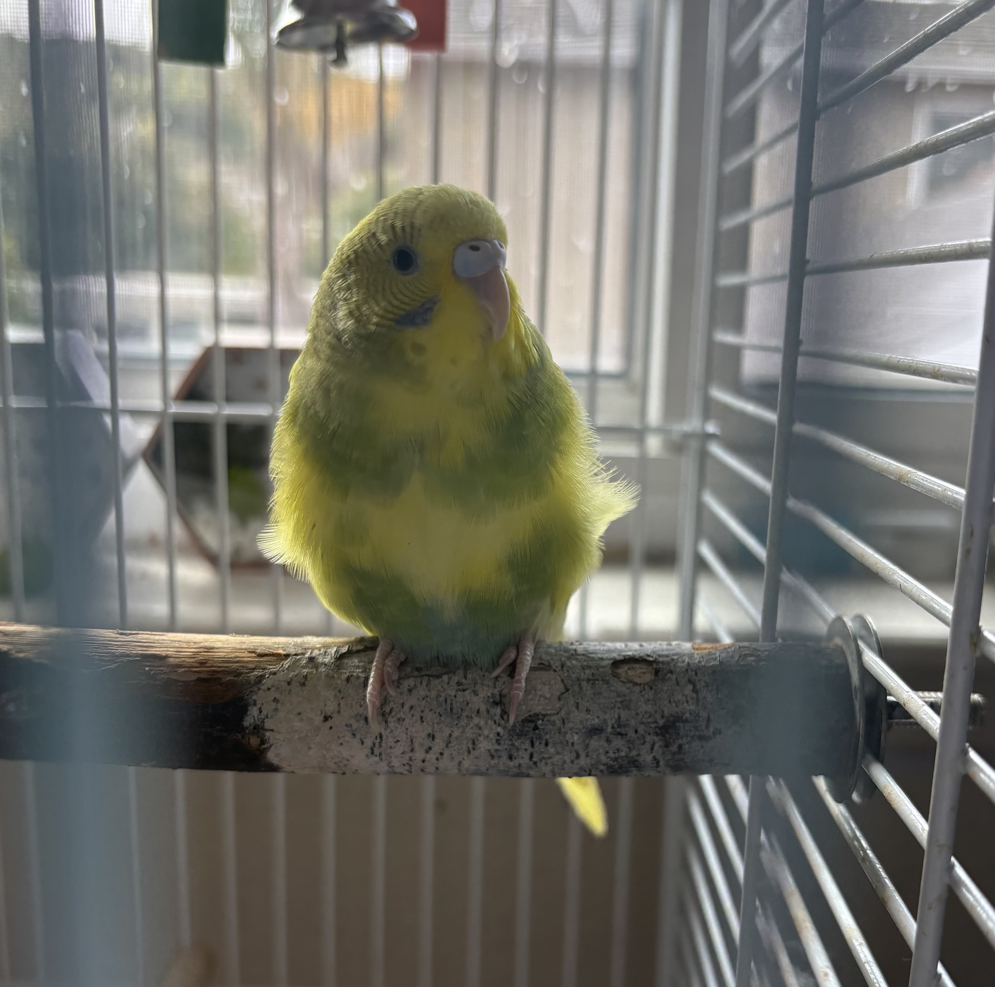 Sweet Pea - C2025018